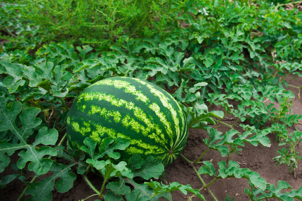 Comment entretenir ses plants de pastèque